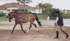 Lunging System – Pessoa
